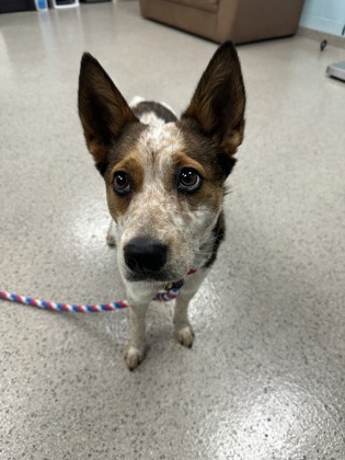 Adoptable Dogs - The Humane Society for Hamilton County