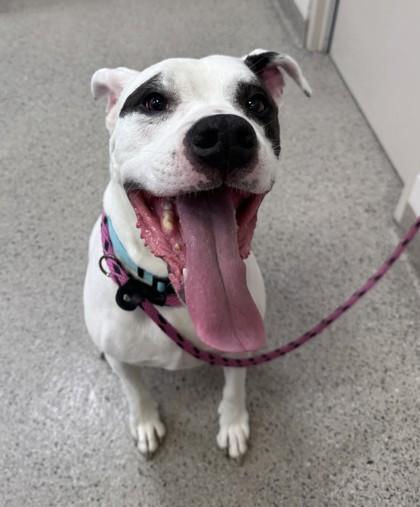 Adoptable Dogs - The Humane Society for Hamilton County