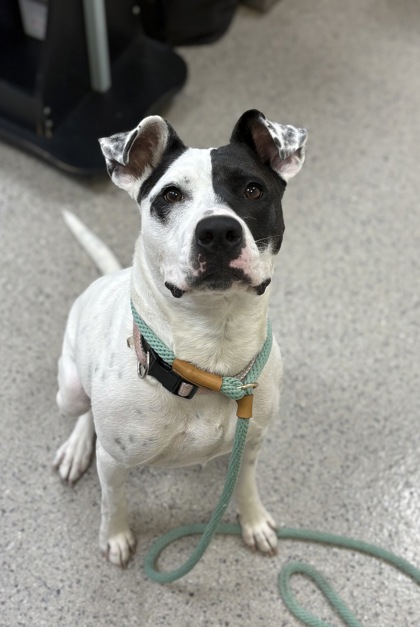 Adoptable Dogs - The Humane Society for Hamilton County