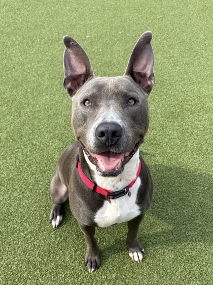 Adoptable Dogs - The Humane Society for Hamilton County