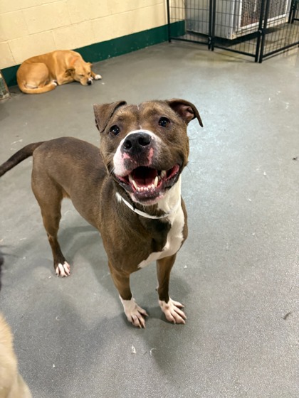 Adoptable Dogs - The Humane Society for Hamilton County