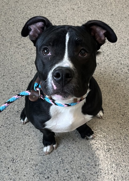 Adoptable Dogs - The Humane Society for Hamilton County