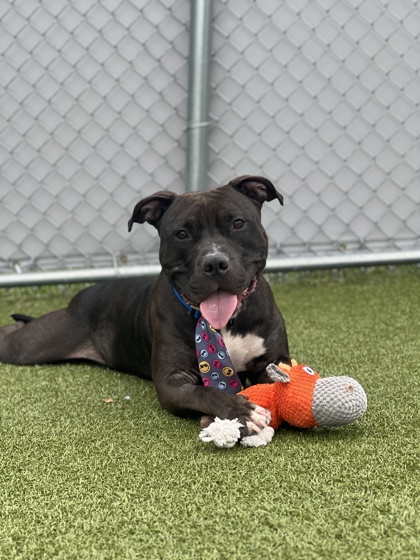 Adoptable Dogs - The Humane Society for Hamilton County