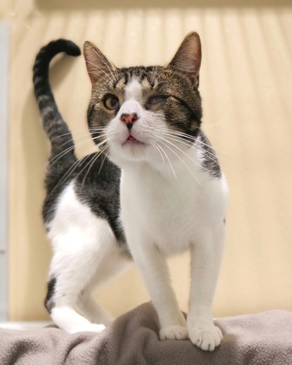 Adoptable Cats - Adopt a Shelter Cat