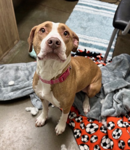 Adoptable Dogs - The Humane Society for Hamilton County