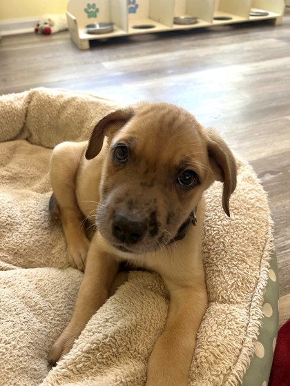 Adoptable Dogs - The Humane Society for Hamilton County