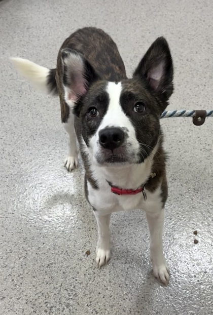 Adoptable Dogs - The Humane Society for Hamilton County