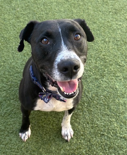 Adoptable Dogs - The Humane Society for Hamilton County