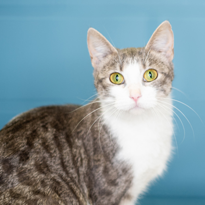 Sioux Falls Humane Society Cats