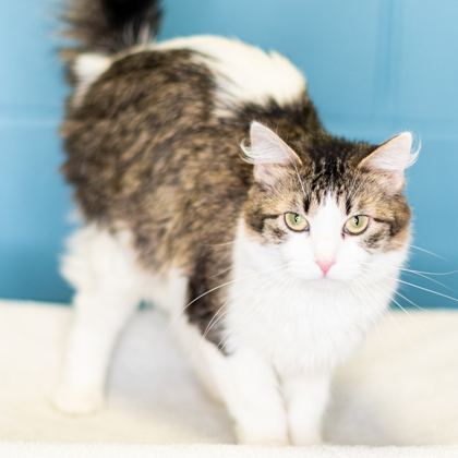 Petpoint Animals Details - Sioux Falls Area Humane Society