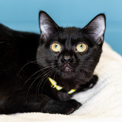 Petpoint Animals Details - Sioux Falls Area Humane Society