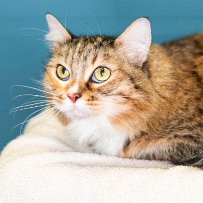 Petpoint Animals Details - Sioux Falls Area Humane Society