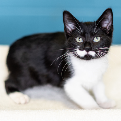 Petpoint Animals Details - Sioux Falls Area Humane Society