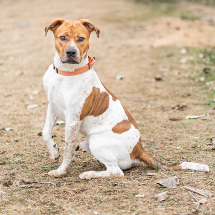 Petpoint Animals Details - Sioux Falls Area Humane Society