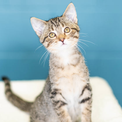 Petpoint Animals Details - Sioux Falls Area Humane Society