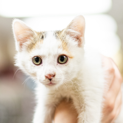Sioux Falls Humane Society Cats