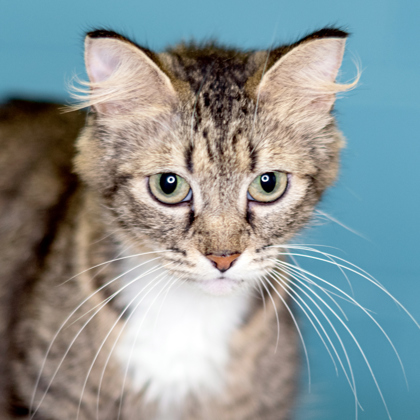 Petpoint Animals Details - Sioux Falls Area Humane Society