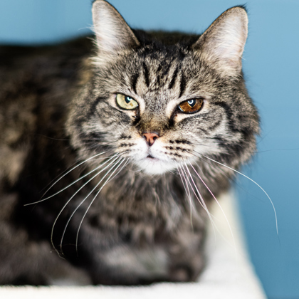 Petpoint Animals Details - Sioux Falls Area Humane Society