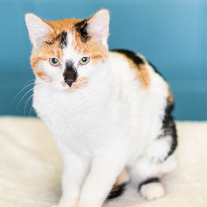 Petpoint Animals Details - Sioux Falls Area Humane Society