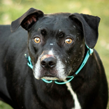 Petpoint Animals Details - Sioux Falls Area Humane Society