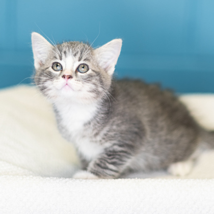 Petpoint Animals Details - Sioux Falls Area Humane Society