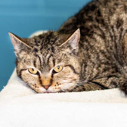 Petpoint Animals Details - Sioux Falls Area Humane Society