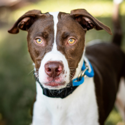 Adoptable Dogs - Sioux Falls Humane Society - Sioux Falls Area Humane ...