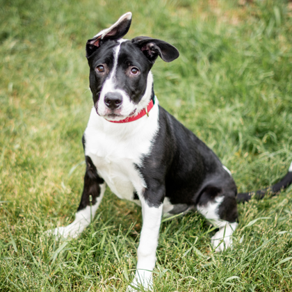 Petpoint Animals Details - Sioux Falls Area Humane Society