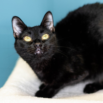 Petpoint Animals Details - Sioux Falls Area Humane Society