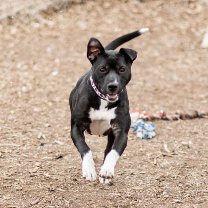 Petpoint Animals Details - Sioux Falls Area Humane Society