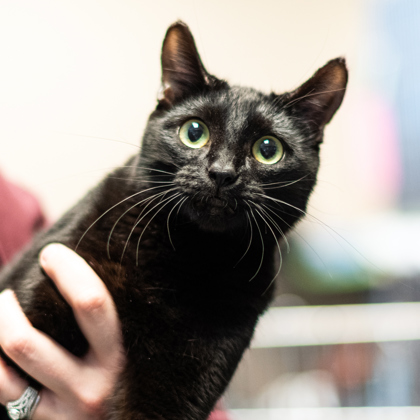 Petpoint Animals Details - Sioux Falls Area Humane Society