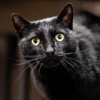 Petpoint Animals Details - Sioux Falls Area Humane Society