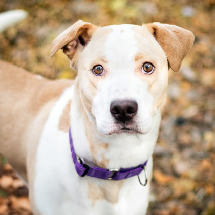 Adoptable Dogs - Sioux Falls Humane Society - Sioux Falls Area Humane ...