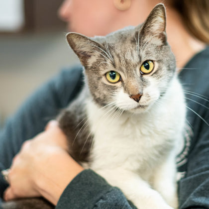 Petpoint Animals Details - Sioux Falls Area Humane Society