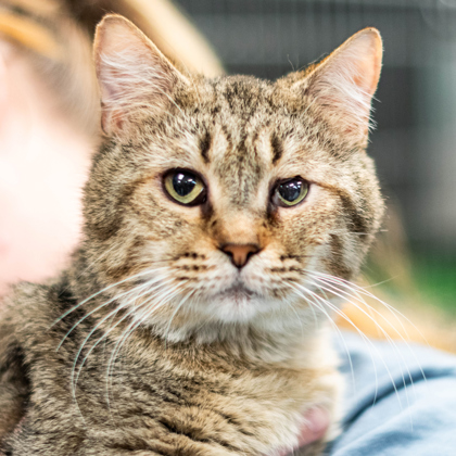 Petpoint Animals Details - Sioux Falls Area Humane Society