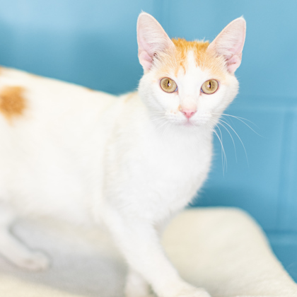 Petpoint Animals Details - Sioux Falls Area Humane Society