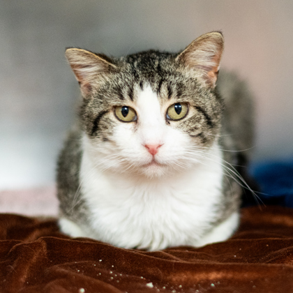 Petpoint Animals Details - Sioux Falls Area Humane Society