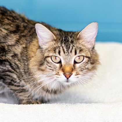 Petpoint Animals Details - Sioux Falls Area Humane Society