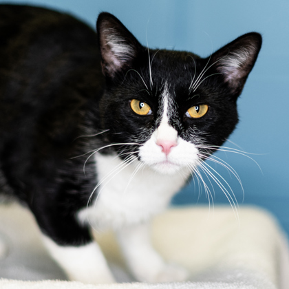 Sioux Falls Humane Society Cats