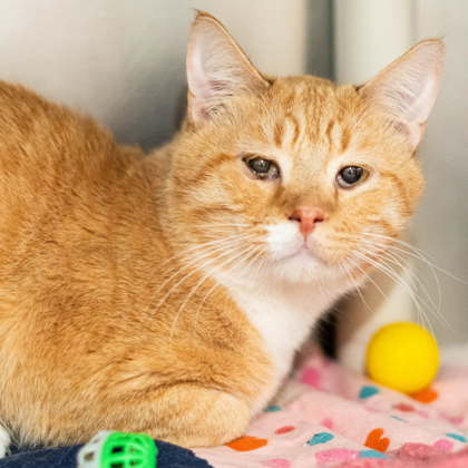 Petpoint Animals Details - Sioux Falls Area Humane Society