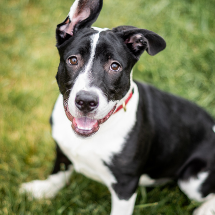 Petpoint Animals Details - Sioux Falls Area Humane Society