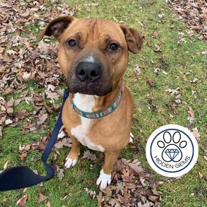 Animals Available for Adoption | Mohawk Hudson Humane Society