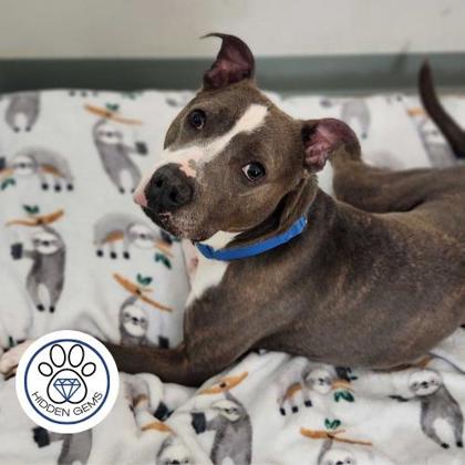 Animals Available for Adoption | Mohawk Hudson Humane Society
