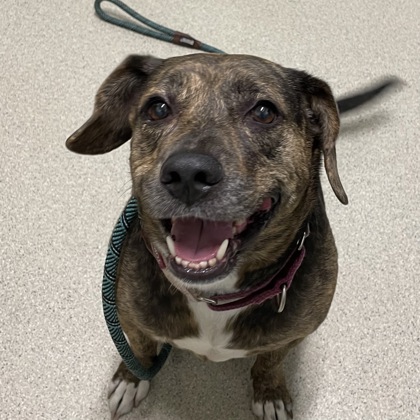 Animals Available for Adoption | Mohawk Hudson Humane Society