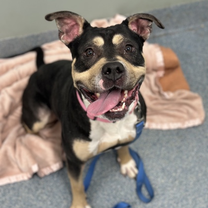 Animals Available for Adoption | Mohawk Hudson Humane Society
