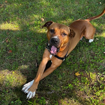 Animals Available for Adoption | Mohawk Hudson Humane Society