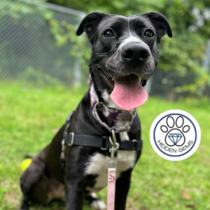 Animals Available for Adoption | Mohawk Hudson Humane Society