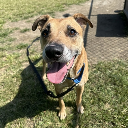 Animals Available for Adoption | Mohawk Hudson Humane Society