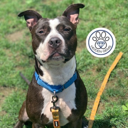 Animals Available for Adoption | Mohawk Hudson Humane Society