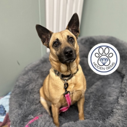 Animals Available for Adoption | Mohawk Hudson Humane Society